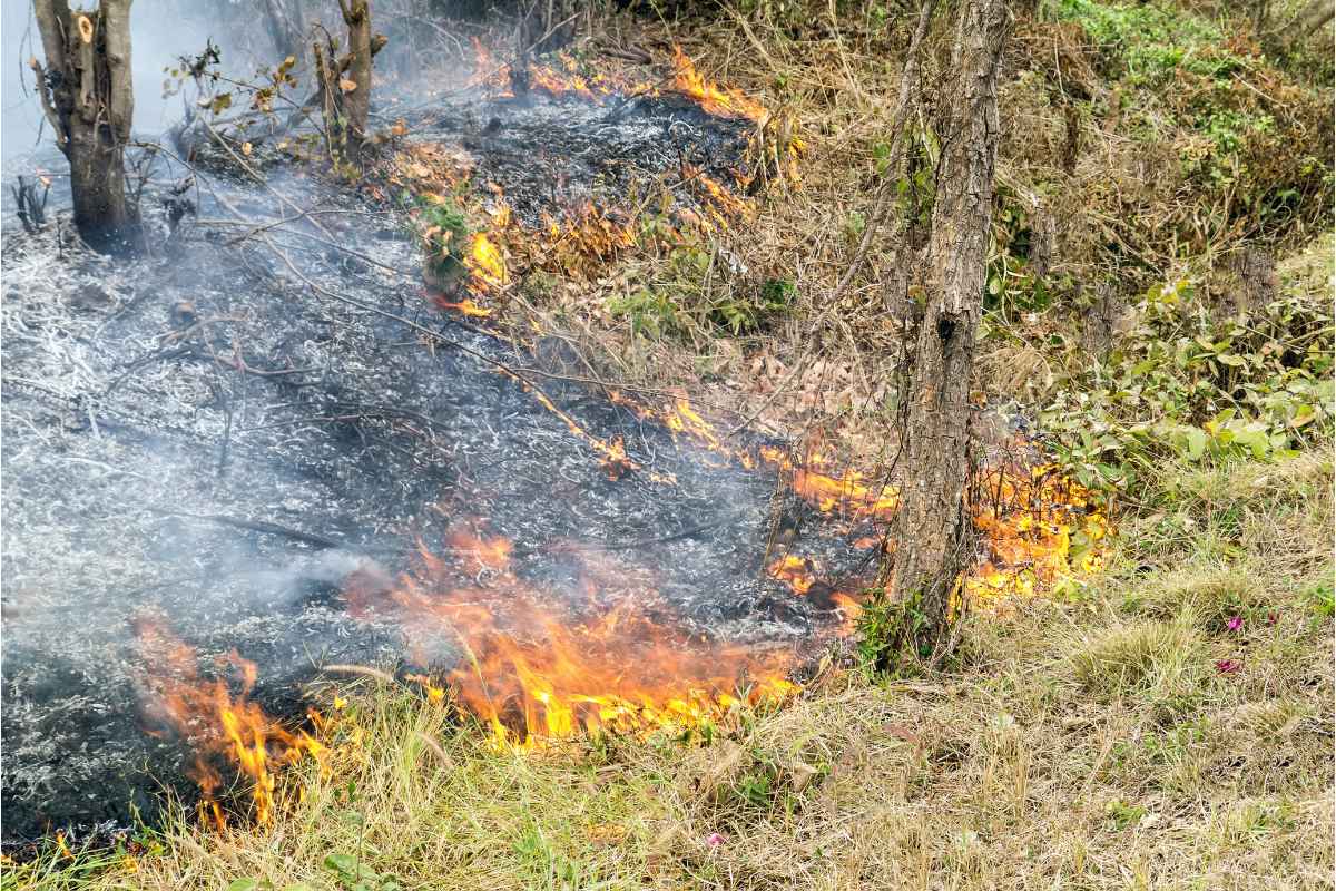 Amazing Wildfire Facts - SPIEDR™